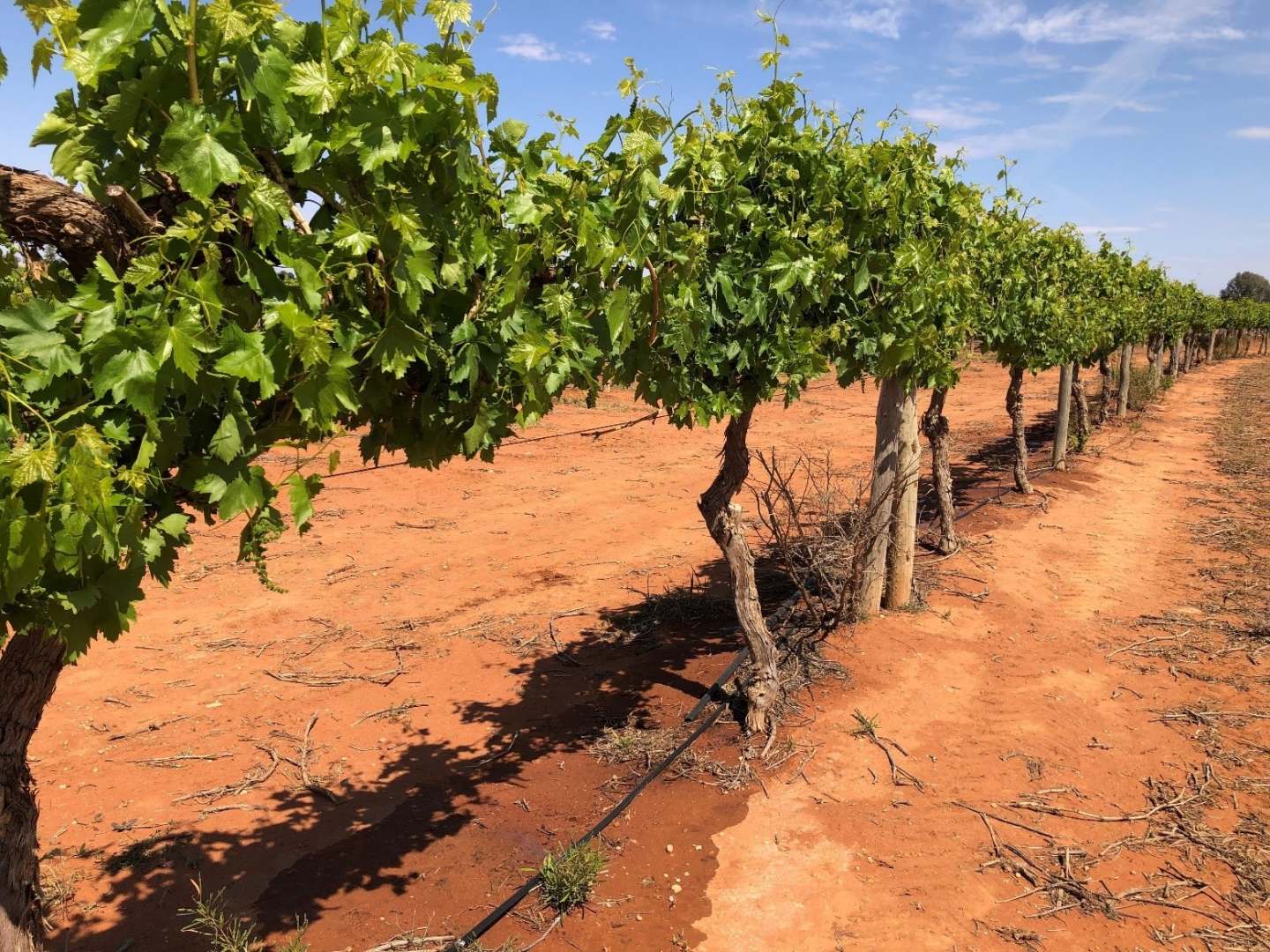 Customer Portal/Order Water – Western Murray Irrigation